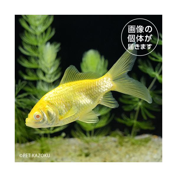 【商品名】20240604_20aアルビノコメット（埼玉）(M) AKR03【種類】金魚【産地】埼玉【内容数】1【サイズ】程度【最大サイズ】30cm程度程度【水質】中性【遊泳層】中層【混泳】混泳可能【生体情報】【餌の種類】アドバンスフード金魚