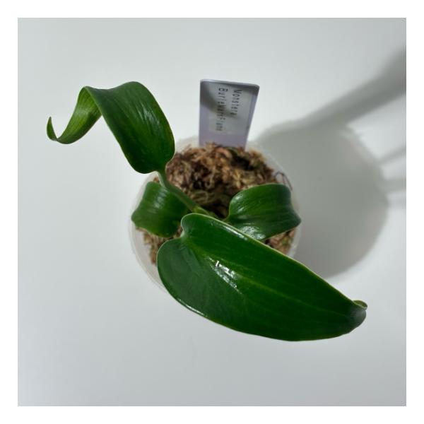 【商品名】モンステラ バールマルクスフレーム 2号　Monstera Burle Marx Flame【種類】観葉植物【産地】ブラジル【内容数】1ポット【サイズ】φ55×130mm程度【生体情報】細長く、深い切れ込みが入った葉が特徴です。成...