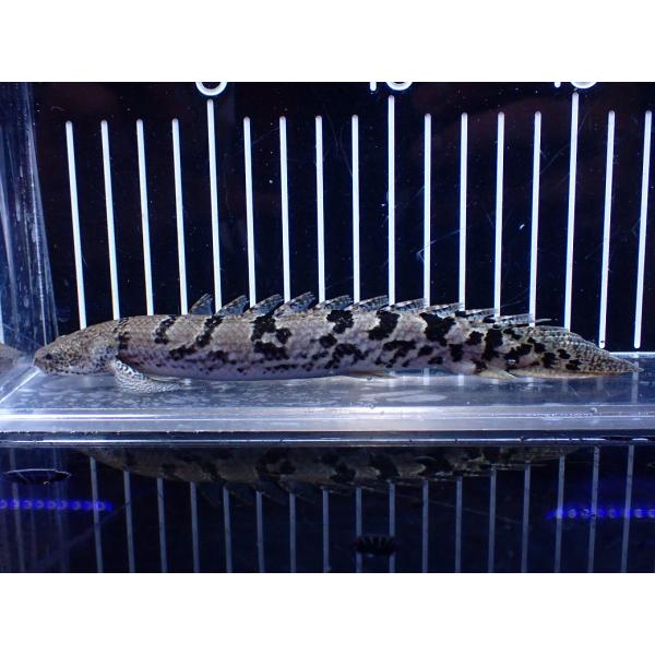 サイズ(±16cm)写真の個体をお送り致します。