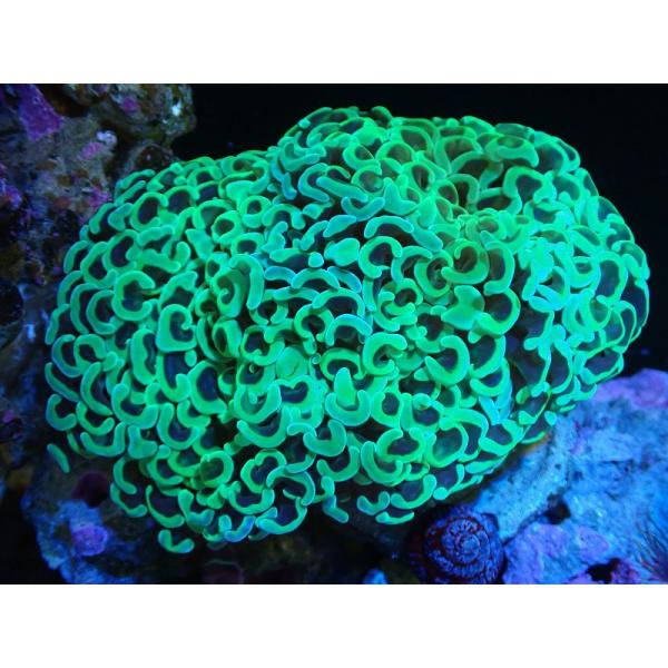 照明器具により、個体の色の見え方に多少の違いが生じる場合がございます。ご了承ください。