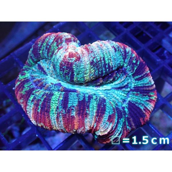 照明器具により、個体の色の見え方に多少の違いが生じる場合がございます。ご了承ください。