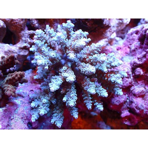 照明器具により、個体の色の見え方に多少の違いが生じる場合がございます。ご了承ください。