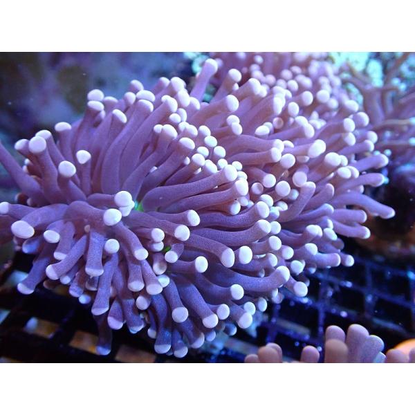 照明器具により、個体の色の見え方に多少の違いが生じる場合がございます。ご了承ください。