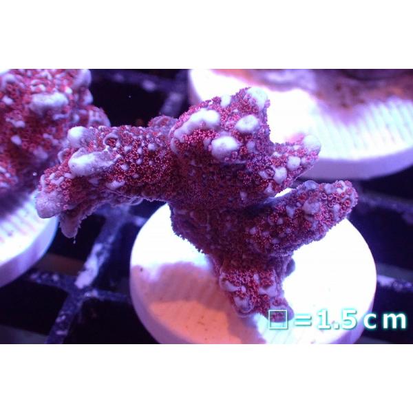 照明器具により、個体の色の見え方に多少の違いが生じる場合がございます。ご了承ください。