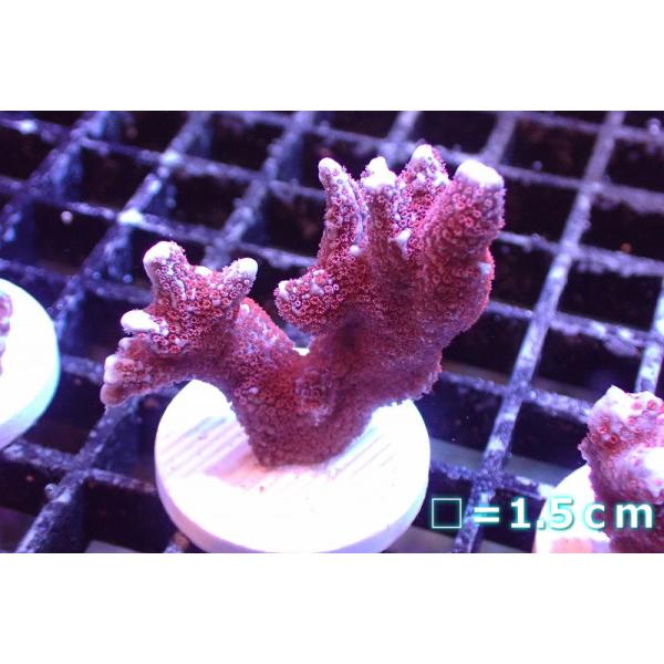 照明器具により、個体の色の見え方に多少の違いが生じる場合がございます。ご了承ください。