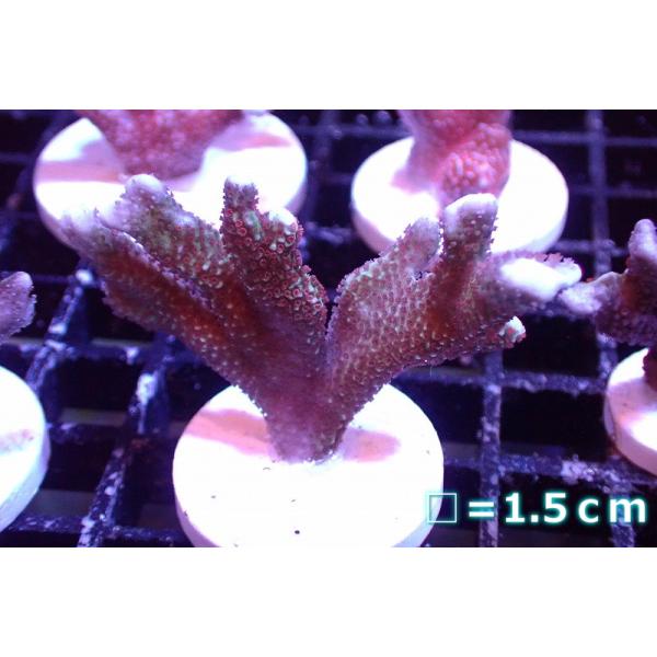 照明器具により、個体の色の見え方に多少の違いが生じる場合がございます。ご了承ください。