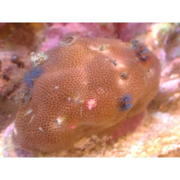 照明器具により、個体の色の見え方に多少の違いが生じる場合がございます。ご了承ください。