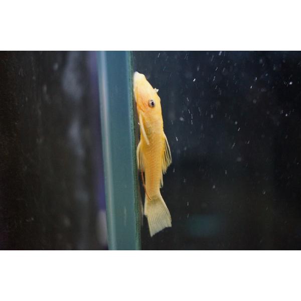 人気のブッシープレコです。体に黒シミがあることがございます。返品対象等にははなりませんので、予めご了承の上ご注文お願い致します。ミニブッシープレコ