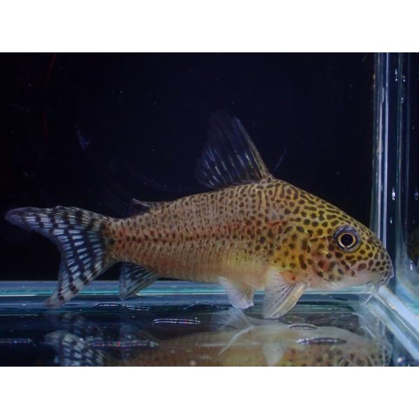 遂に入荷致しました。本物のプンクタータスとなります。コロンビアからプンクタータスの名前で入荷致します、種類がございますが、雰囲気も柄も全く異なります。スリナム共和国のプンクタータスが本物となり、体には細かい柄が入り、頭付近にかけてラージスポ...