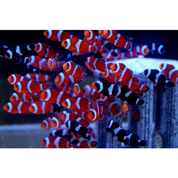 『ファインディング・ニモ』という映画に登場して以来、大人気のクマノミです。飼育は容易な上、性格もさほど強くないので他の魚種との混泳も殆ど可能ですが、攻撃的な魚とは一緒に飼育しないように注意が必要です。餌については人工飼料を良く食べますので、...