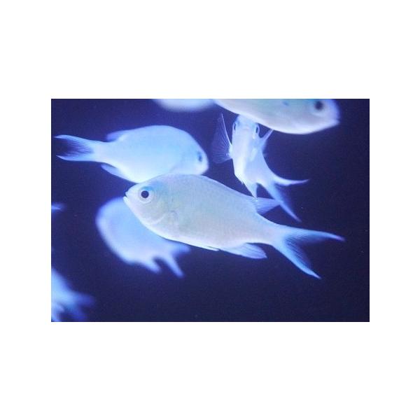 複数で群泳させると美しい、飼育容易なスズメダイの仲間です。