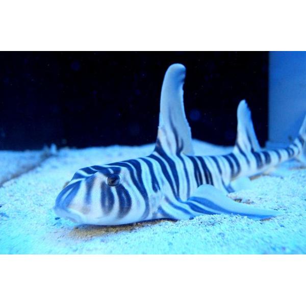 海水魚・サメ】カッコいい♪ゼブラホーンシャーク【1匹】(±35 海水魚・サメ】カッコいい♪ゼブラホーンシャーク【1匹】(±35