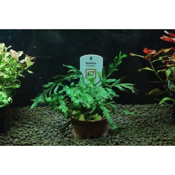 様々なトロピカ社の水草を在庫しておりますので、是非ご覧ください。無農薬となりますので、レッドビーシュリンプやヤマトヌマエビ、ミナミヌマエビなどのシュリンプに安心してお使いいただけます。