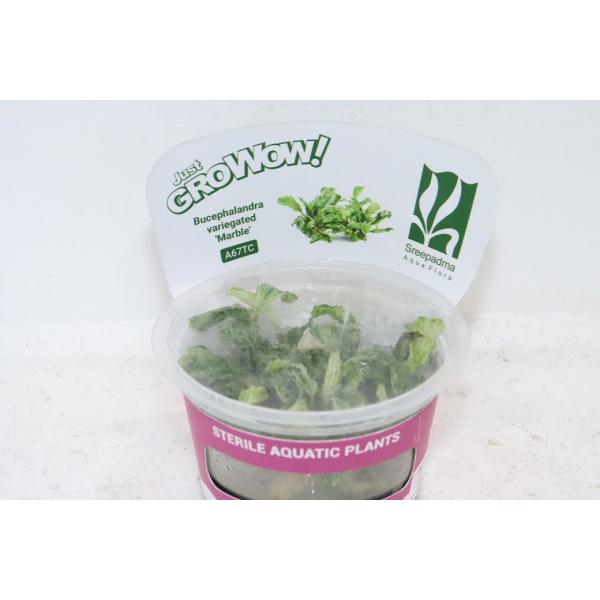 かなり珍しい斑入りブセファランドラです。以前は1株2万円ほとで入荷しておりましたので、組織培養になり、3株ほどなるように見受けられますので、かなりお得かと思います。株数に関しましては保証するものではございません。組織培養は無農薬となりますの...