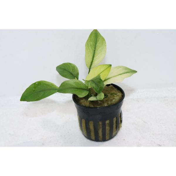 バルテリーのホワイトとして入荷しており、アヌビアス ナナ斑入りとはまた異なった雰囲気を持っております。かなり白の面積は広く特徴的です。