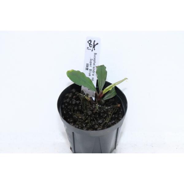 様々なブセファランドラを扱っておりますが、その中でも珍しい種類が入荷です。是非ご覧ください。