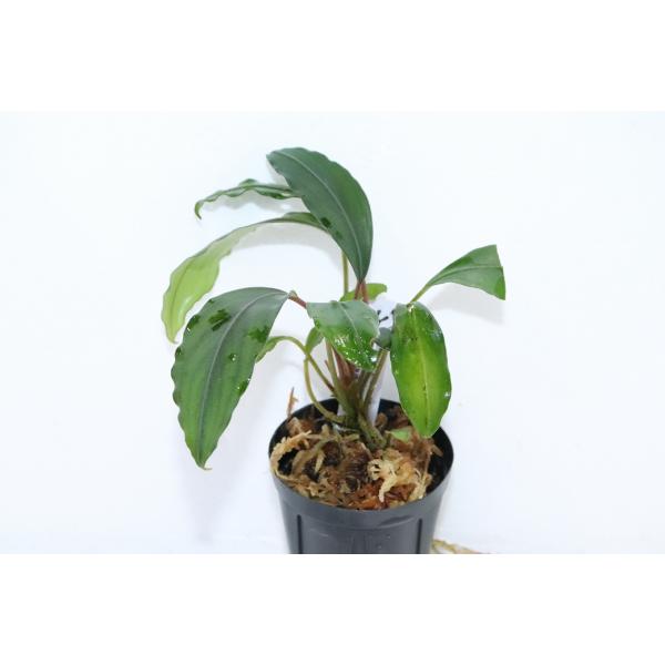 様々なブセファランドラを扱っておりますが、その中でも珍しい種類が入荷です。是非ご覧ください。