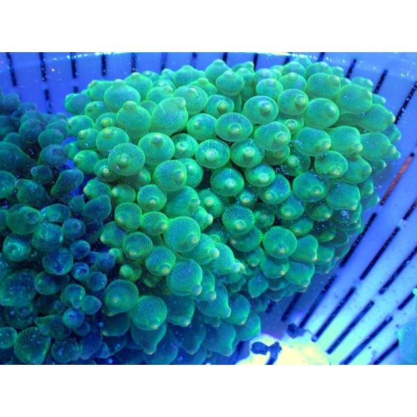 照明器具により、個体の色の見え方に多少の違いが生じる場合がございます。ご了承ください。