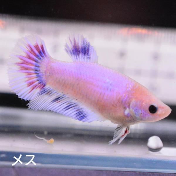 タイ産　サイズM★体長（ヒレを含まないボディのみのサイズ）S：2〜3cm程度M：3〜4cm程度L：4cm以上★発送、お引き渡し死着保証の関係もあり、お届け日指定は必須となります。お届け日指定は、ご注文より5日間までに限らせて頂きます。お届け...