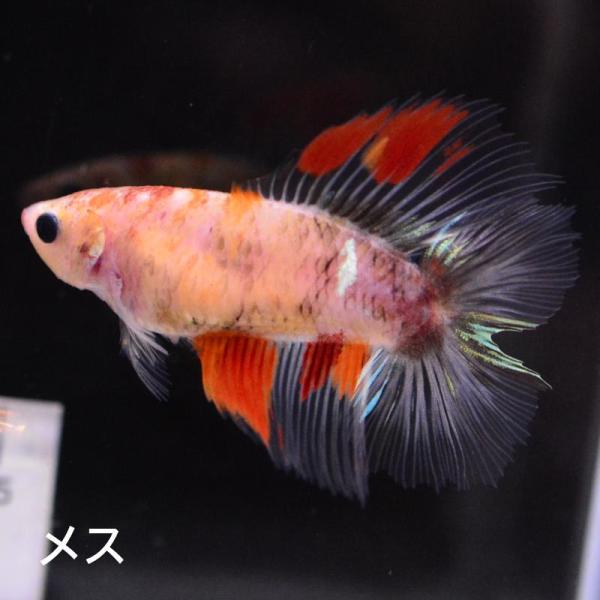 タイ産　サイズL★体長（ヒレを含まないボディのみのサイズ）S：2〜3cm程度M：3〜4cm程度L：4cm以上★発送、お引き渡し死着保証の関係もあり、お届け日指定は必須となります。お届け日指定は、ご注文より5日間までに限らせて頂きます。お届け...