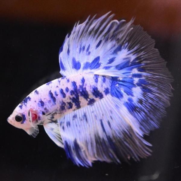 タイ産　サイズM★体長（ヒレを含まないボディのみのサイズ）S：2〜3cm程度M：3〜4cm程度L：4cm以上★発送、お引き渡し死着保証の関係もあり、お届け日指定は必須となります。お届け日指定は、ご注文より5日間までに限らせて頂きます。お届け...