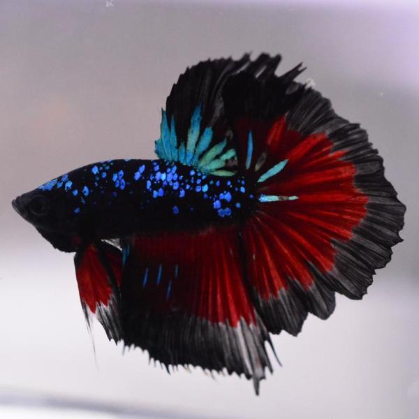 タイ産　サイズM★体長（ヒレを含まないボディのみのサイズ）S：2〜3cm程度M：3〜4cm程度L：4cm以上★発送、お引き渡し死着保証の関係もあり、お届け日指定は必須となります。お届け日指定は、ご注文より5日間までに限らせて頂きます。お届け...