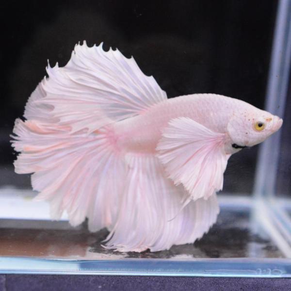 タイ産　サイズL★体長（ヒレを含まないボディのみのサイズ）S：2〜3cm程度M：3〜4cm程度L：4cm以上★発送、お引き渡し死着保証の関係もあり、お届け日指定は必須となります。お届け日指定は、ご注文より5日間までに限らせて頂きます。お届け...