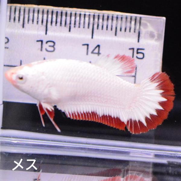 タイ産　サイズS★体長（ヒレを含まないボディのみのサイズ）S：2〜3cm程度M：3〜4cm程度L：4cm以上★発送、お引き渡し死着保証の関係もあり、お届け日指定は必須となります。お届け日指定は、ご注文より5日間までに限らせて頂きます。お届け...