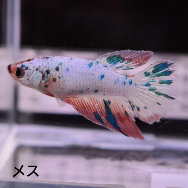 タイ産　サイズL★体長（ヒレを含まないボディのみのサイズ）S：2〜3cm程度M：3〜4cm程度L：4cm以上★発送、お引き渡し死着保証の関係もあり、お届け日指定は必須となります。お届け日指定は、ご注文より5日間までに限らせて頂きます。お届け...