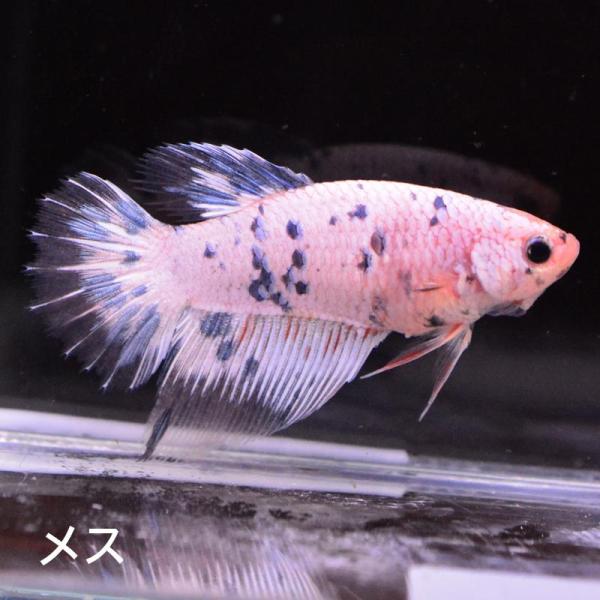 タイ産　サイズL★体長（ヒレを含まないボディのみのサイズ）S：2〜3cm程度M：3〜4cm程度L：4cm以上★発送、お引き渡し死着保証の関係もあり、お届け日指定は必須となります。お届け日指定は、ご注文より5日間までに限らせて頂きます。お届け...