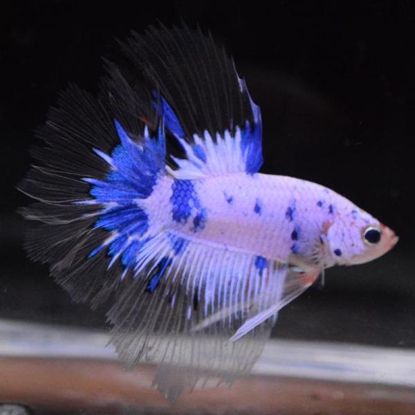 タイ産　サイズM★体長（ヒレを含まないボディのみのサイズ）S：2〜3cm程度M：3〜4cm程度L：4cm以上★発送、お引き渡し死着保証の関係もあり、お届け日指定は必須となります。お届け日指定は、ご注文より5日間までに限らせて頂きます。お届け...