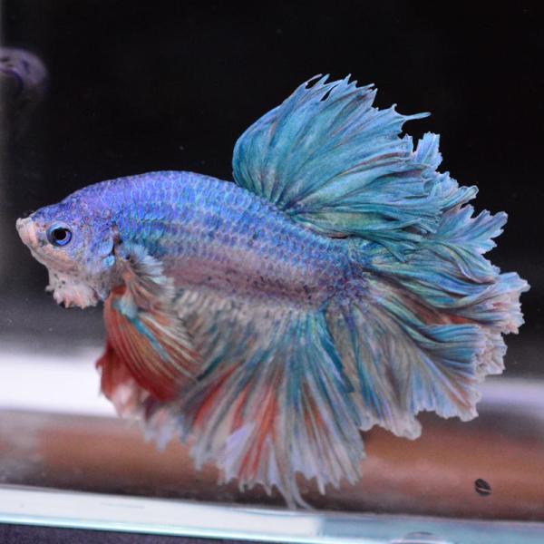 タイ産　サイズL★体長（ヒレを含まないボディのみのサイズ）S：2〜3cm程度M：3〜4cm程度L：4cm以上★発送、お引き渡し死着保証の関係もあり、お届け日指定は必須となります。お届け日指定は、ご注文より5日間までに限らせて頂きます。お届け...