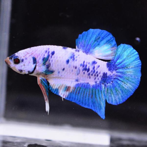 タイ産　サイズM★体長（ヒレを含まないボディのみのサイズ）S：2〜3cm程度M：3〜4cm程度L：4cm以上★発送、お引き渡し死着保証の関係もあり、お届け日指定は必須となります。お届け日指定は、ご注文より5日間までに限らせて頂きます。お届け...