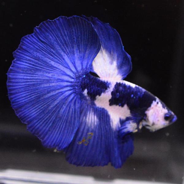 タイ産　サイズM★体長（ヒレを含まないボディのみのサイズ）S：2〜3cm程度M：3〜4cm程度L：4cm以上★発送、お引き渡し死着保証の関係もあり、お届け日指定は必須となります。お届け日指定は、ご注文より5日間までに限らせて頂きます。お届け...