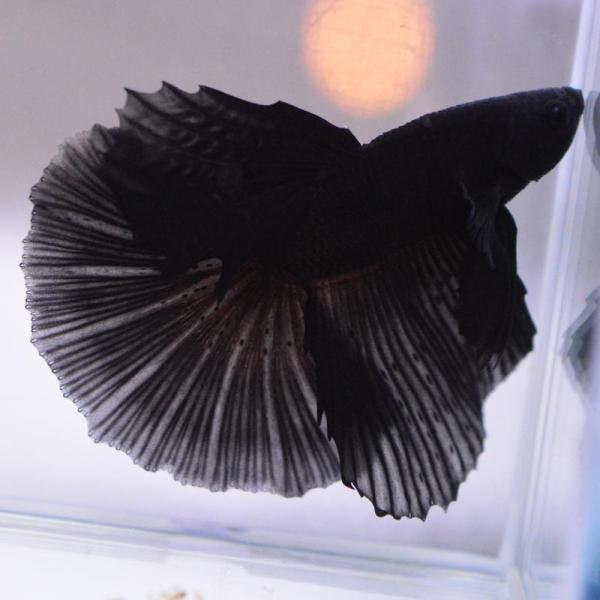 タイ産　サイズM★体長（ヒレを含まないボディのみのサイズ）S：2〜3cm程度M：3〜4cm程度L：4cm以上★発送、お引き渡し死着保証の関係もあり、お届け日指定は必須となります。お届け日指定は、ご注文より5日間までに限らせて頂きます。お届け...