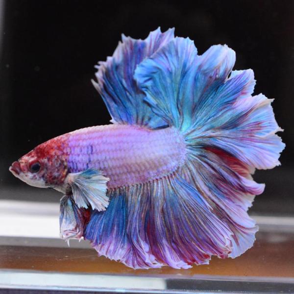 タイ産　サイズL★体長（ヒレを含まないボディのみのサイズ）S：2〜3cm程度M：3〜4cm程度L：4cm以上★発送、お引き渡し死着保証の関係もあり、お届け日指定は必須となります。お届け日指定は、ご注文より5日間までに限らせて頂きます。お届け...