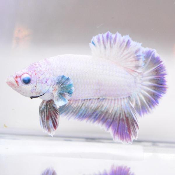 タイ産　サイズL★体長（ヒレを含まないボディのみのサイズ）S：2〜3cm程度M：3〜4cm程度L：4cm以上★発送、お引き渡し死着保証の関係もあり、お届け日指定は必須となります。お届け日指定は、ご注文より5日間までに限らせて頂きます。お届け...