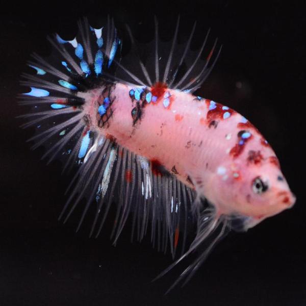 タイ産　サイズM★体長（ヒレを含まないボディのみのサイズ）S：2〜3cm程度M：3〜4cm程度L：4cm以上★発送、お引き渡し死着保証の関係もあり、お届け日指定は必須となります。お届け日指定は、ご注文より5日間までに限らせて頂きます。お届け...