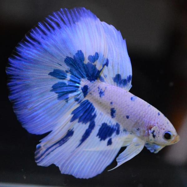 タイ産　サイズM★体長（ヒレを含まないボディのみのサイズ）S：2〜3cm程度M：3〜4cm程度L：4cm以上★発送、お引き渡し死着保証の関係もあり、お届け日指定は必須となります。お届け日指定は、ご注文より5日間までに限らせて頂きます。お届け...