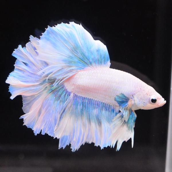 タイ産　サイズL★体長（ヒレを含まないボディのみのサイズ）S：2〜3cm程度M：3〜4cm程度L：4cm以上★発送、お引き渡し死着保証の関係もあり、お届け日指定は必須となります。お届け日指定は、ご注文より5日間までに限らせて頂きます。お届け...