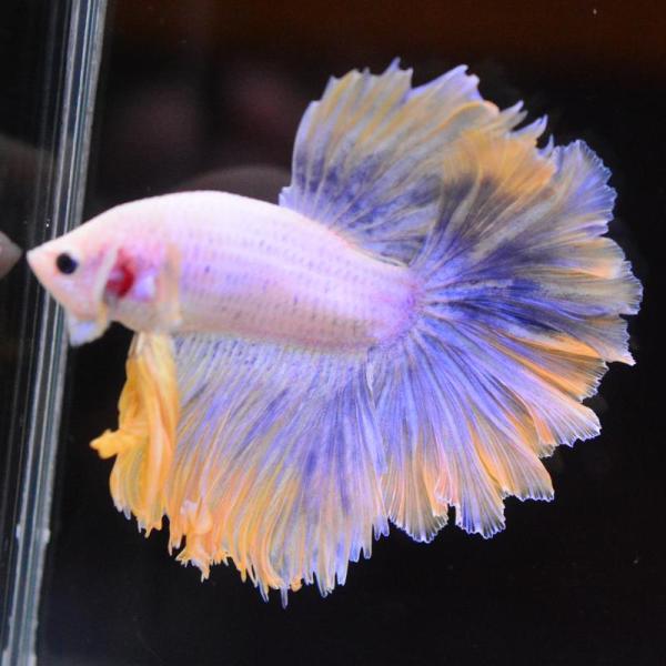 タイ産　サイズL★体長（ヒレを含まないボディのみのサイズ）S：2〜3cm程度M：3〜4cm程度L：4cm以上★発送、お引き渡し死着保証の関係もあり、お届け日指定は必須となります。お届け日指定は、ご注文より5日間までに限らせて頂きます。お届け...