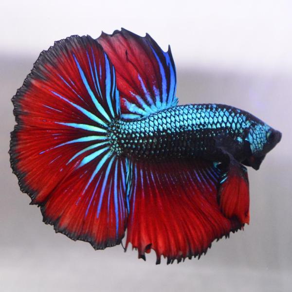 タイ産　サイズM★体長（ヒレを含まないボディのみのサイズ）S：2〜3cm程度M：3〜4cm程度L：4cm以上★発送、お引き渡し死着保証の関係もあり、お届け日指定は必須となります。お届け日指定は、ご注文より5日間までに限らせて頂きます。お届け...