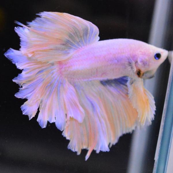 タイ産　サイズM★体長（ヒレを含まないボディのみのサイズ）S：2〜3cm程度M：3〜4cm程度L：4cm以上★発送、お引き渡し死着保証の関係もあり、お届け日指定は必須となります。お届け日指定は、ご注文より5日間までに限らせて頂きます。お届け...