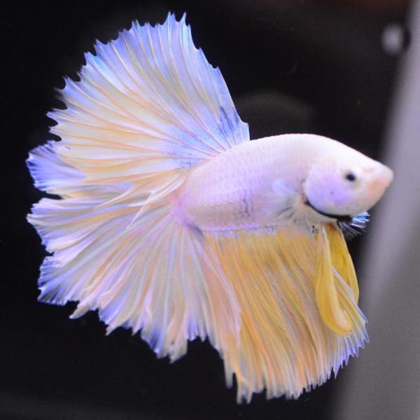 タイ産　サイズM★体長（ヒレを含まないボディのみのサイズ）S：2〜3cm程度M：3〜4cm程度L：4cm以上★発送、お引き渡し死着保証の関係もあり、お届け日指定は必須となります。お届け日指定は、ご注文より5日間までに限らせて頂きます。お届け...