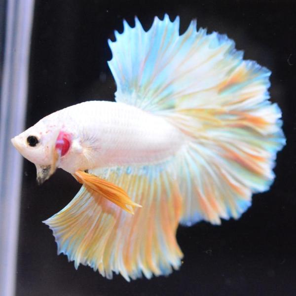 タイ産　サイズM★体長（ヒレを含まないボディのみのサイズ）S：2〜3cm程度M：3〜4cm程度L：4cm以上★発送、お引き渡し死着保証の関係もあり、お届け日指定は必須となります。お届け日指定は、ご注文より5日間までに限らせて頂きます。お届け...