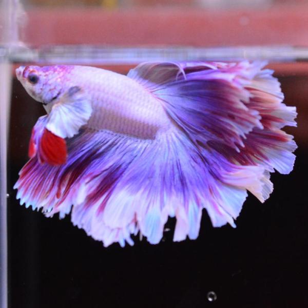 タイ産　サイズL★体長（ヒレを含まないボディのみのサイズ）S：2〜3cm程度M：3〜4cm程度L：4cm以上★発送、お引き渡し死着保証の関係もあり、お届け日指定は必須となります。お届け日指定は、ご注文より5日間までに限らせて頂きます。お届け...