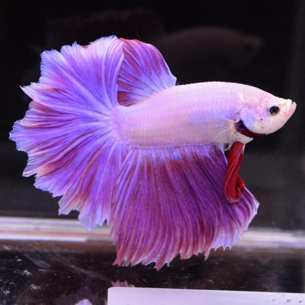 タイ産　サイズL★体長（ヒレを含まないボディのみのサイズ）S：2〜3cm程度M：3〜4cm程度L：4cm以上★発送、お引き渡し死着保証の関係もあり、お届け日指定は必須となります。お届け日指定は、ご注文より5日間までに限らせて頂きます。お届け...