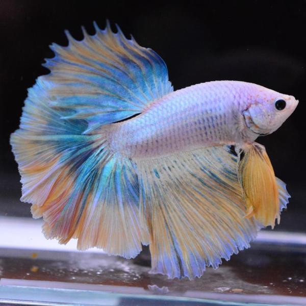 タイ産　サイズL★体長（ヒレを含まないボディのみのサイズ）S：2〜3cm程度M：3〜4cm程度L：4cm以上★発送、お引き渡し死着保証の関係もあり、お届け日指定は必須となります。お届け日指定は、ご注文より5日間までに限らせて頂きます。お届け...