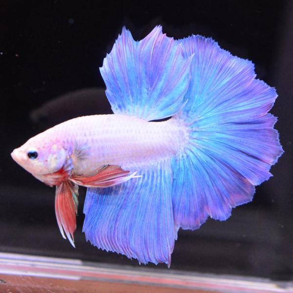 タイ産　サイズL★体長（ヒレを含まないボディのみのサイズ）S：2〜3cm程度M：3〜4cm程度L：4cm以上★発送、お引き渡し死着保証の関係もあり、お届け日指定は必須となります。お届け日指定は、ご注文より5日間までに限らせて頂きます。お届け...