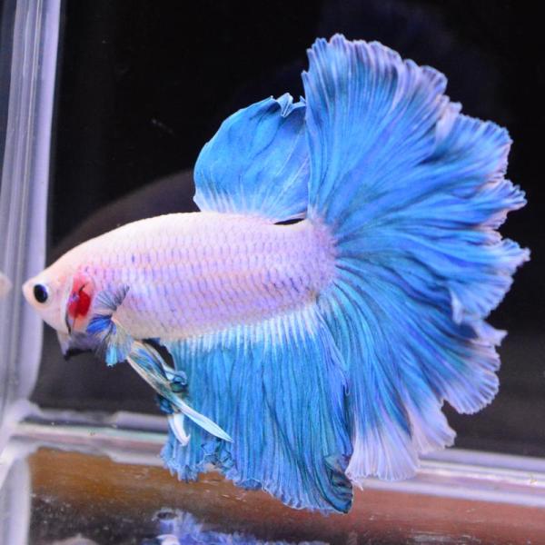 タイ産　サイズM★体長（ヒレを含まないボディのみのサイズ）S：2〜3cm程度M：3〜4cm程度L：4cm以上★発送、お引き渡し死着保証の関係もあり、お届け日指定は必須となります。お届け日指定は、ご注文より5日間までに限らせて頂きます。お届け...